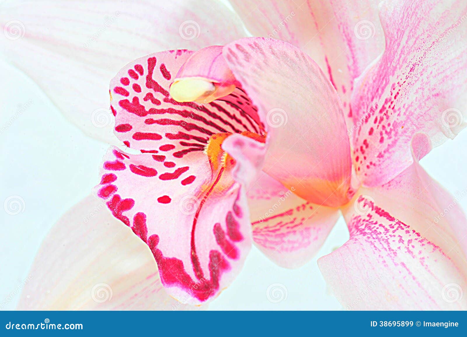 Pink Spotted Joe-Pye Weed Eutrochium Maculatum Flower Plant Royalty ...