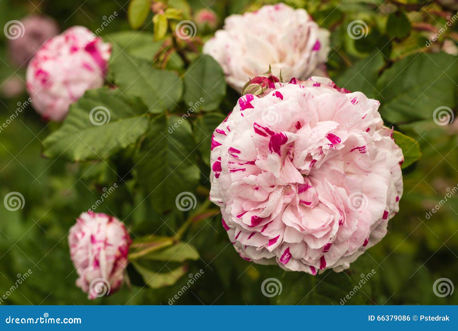 Pink spotted rose in bloom stock photo. Image of bloom - 66379086