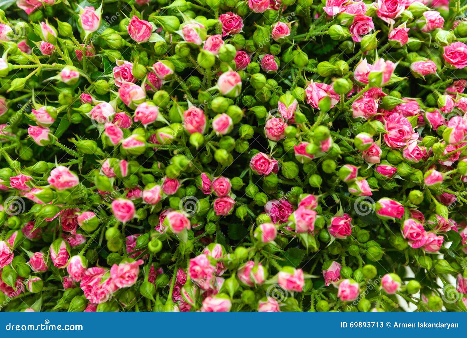 Pink spray roses stock image. Image of rose, pattern - 69893713