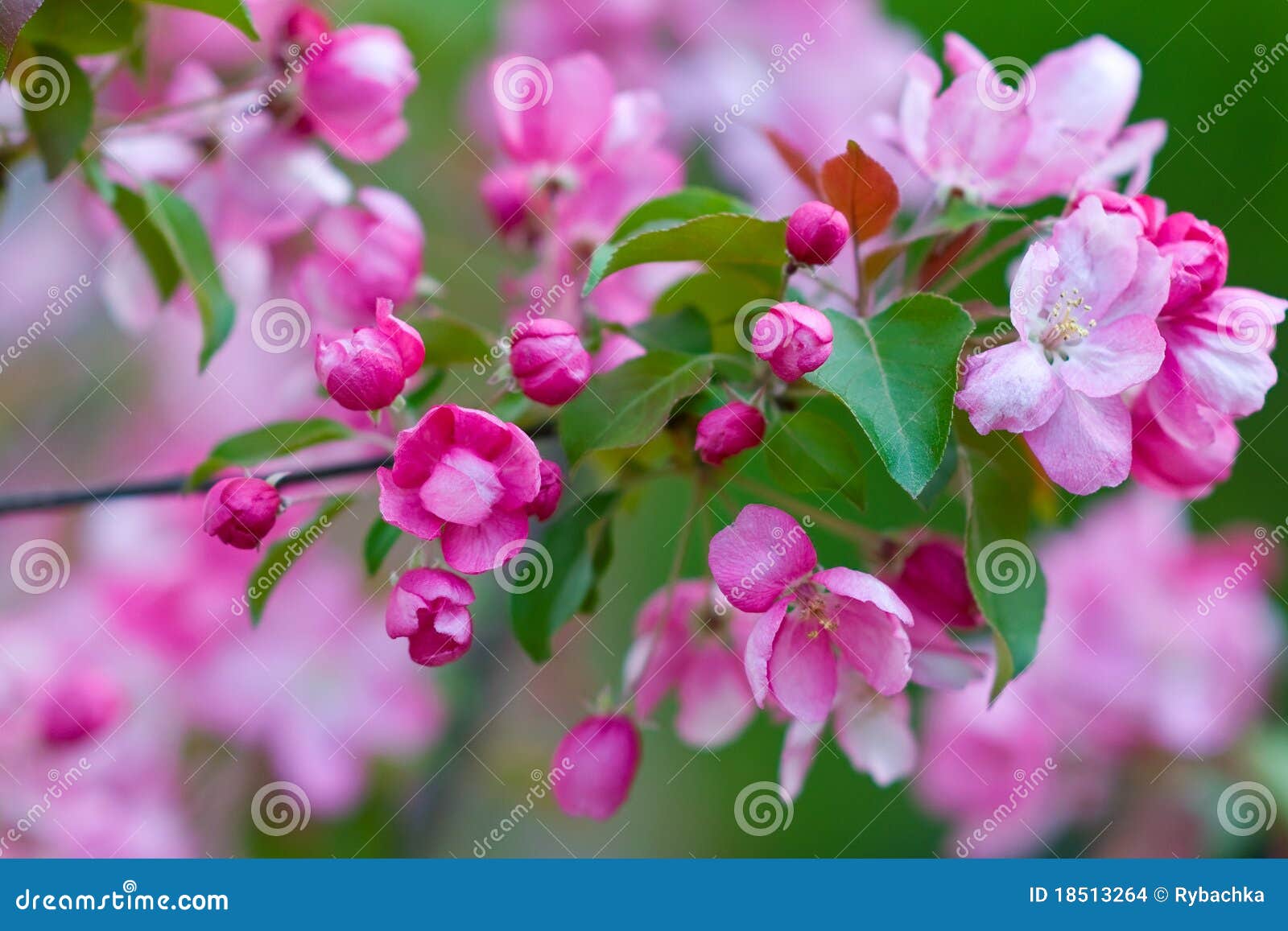 Pink spring stock photo. Image of pink, gentle, nature - 18513264