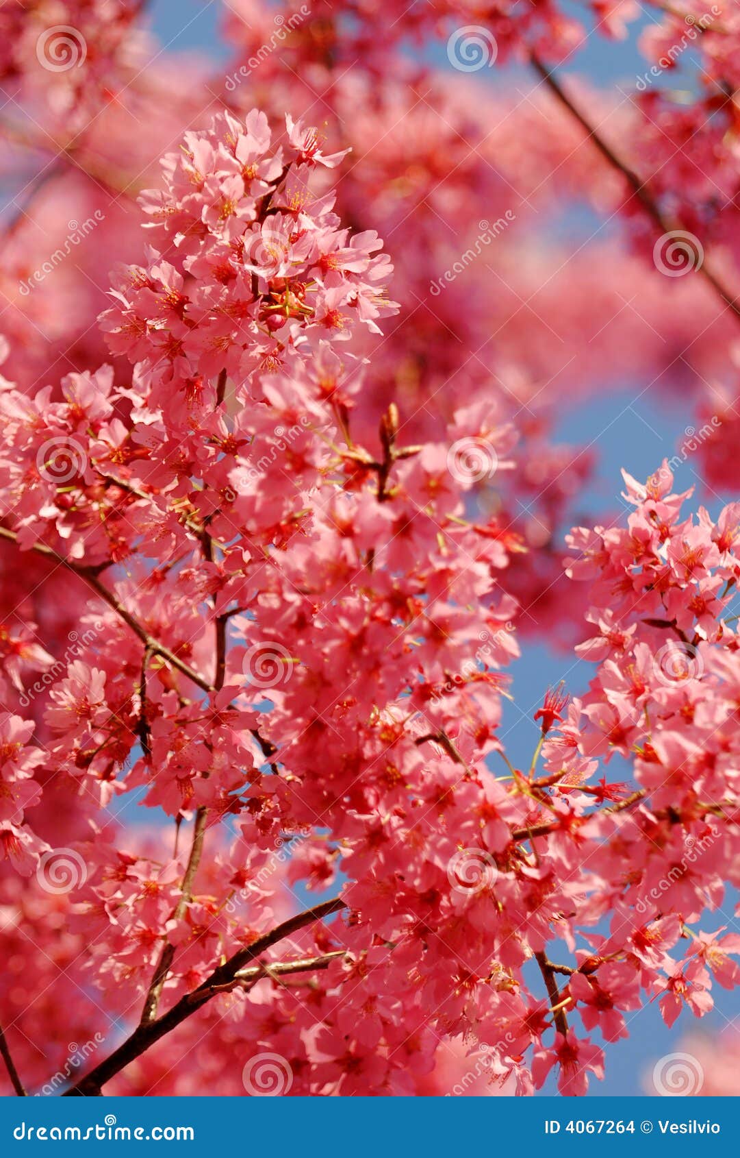 Pink Spring stock photo. Image of cluster, flower, group - 4067264