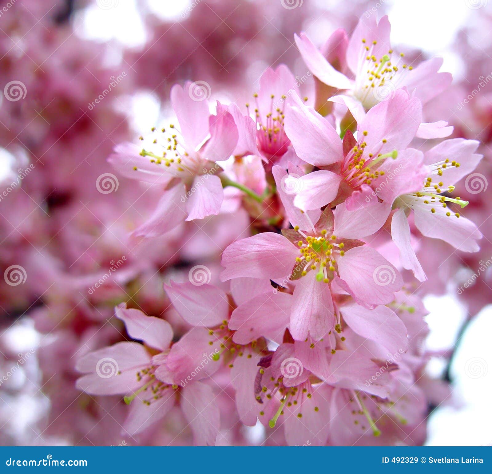 Pink spring stock image. Image of light, garden, sunny - 492329
