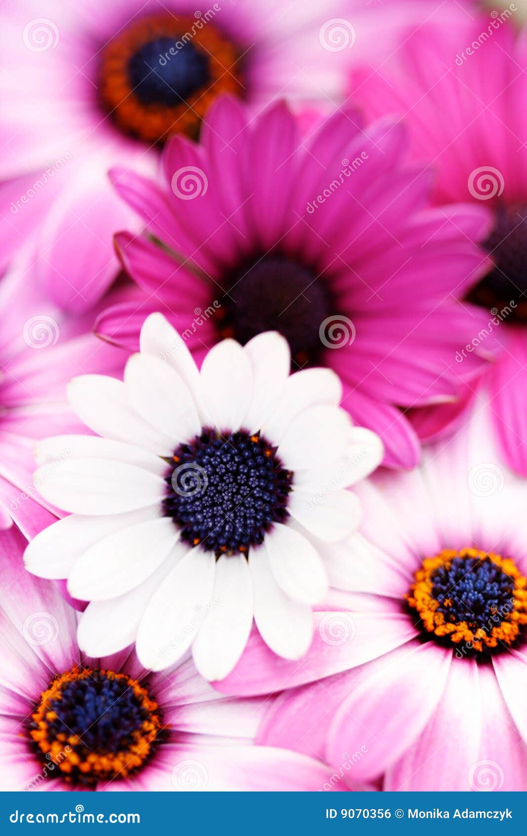 Pink spring stock photo. Image of blooming, florist, blossom - 9070356