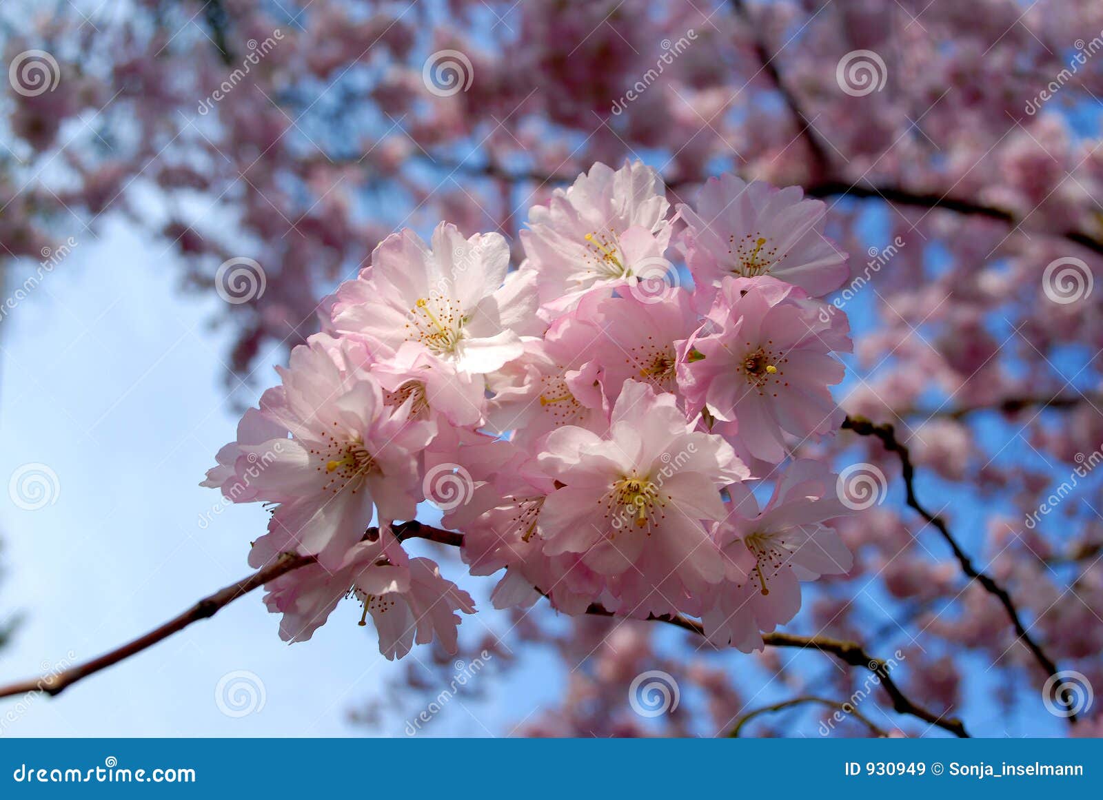 Pink spring stock image. Image of bouquet, asia, tree, nature - 930949