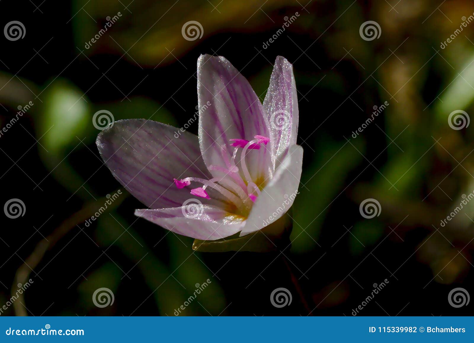 Pink spring beauty stock photo. Image of nature, pink - 115339982