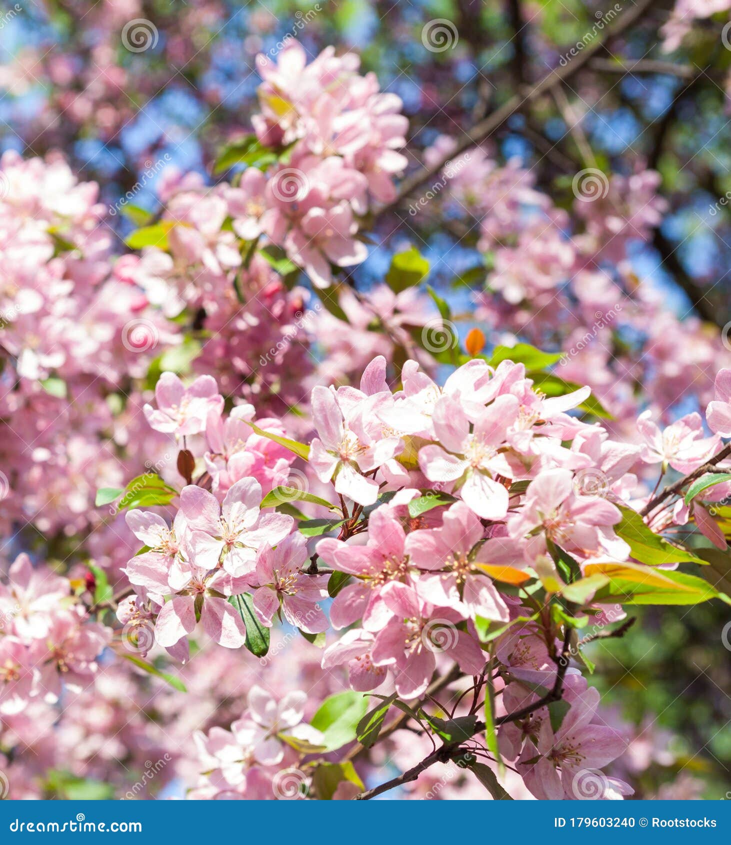 Pink spring blossom stock photo. Image of green, outdoors - 179603240