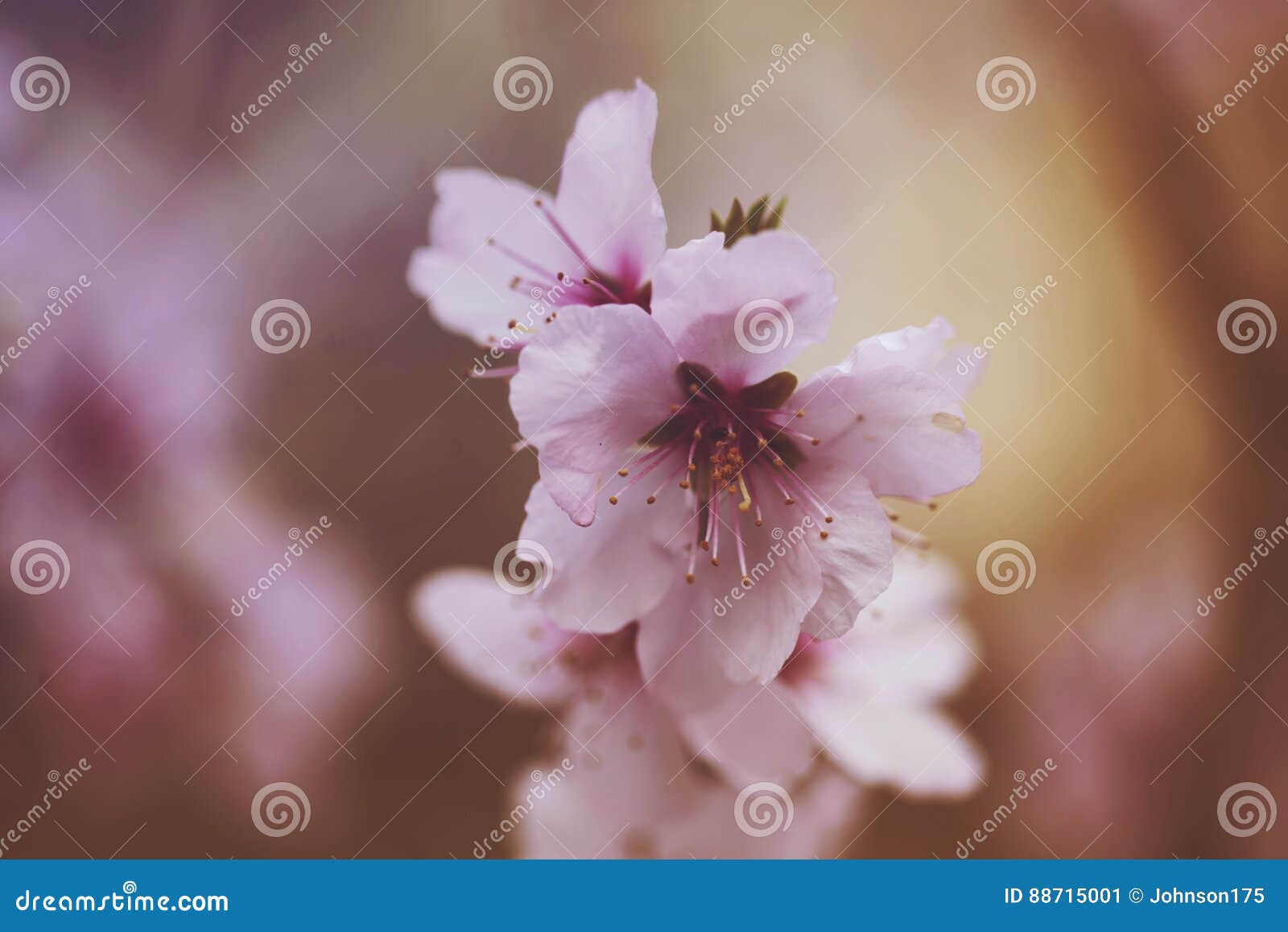 Pink Spring Blossom stock image. Image of cherry, beauty - 88715001