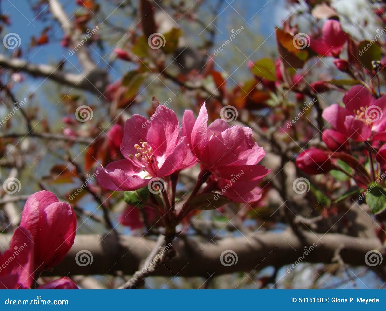 Pink Spring Blossoms stock photo. Image of pretty, seeds - 5015158