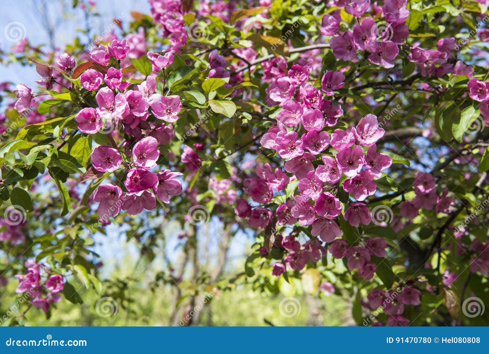 Pink spring blossoms stock photo. Image of natural, curved - 91470780
