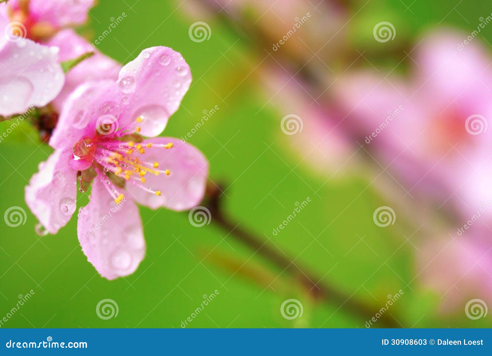 Pink spring blossoms stock image. Image of pure, green - 30908603