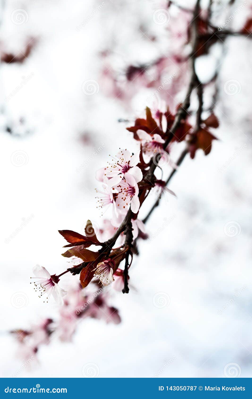 Pink spring blossoms stock image. Image of bloom, beauty - 143050787