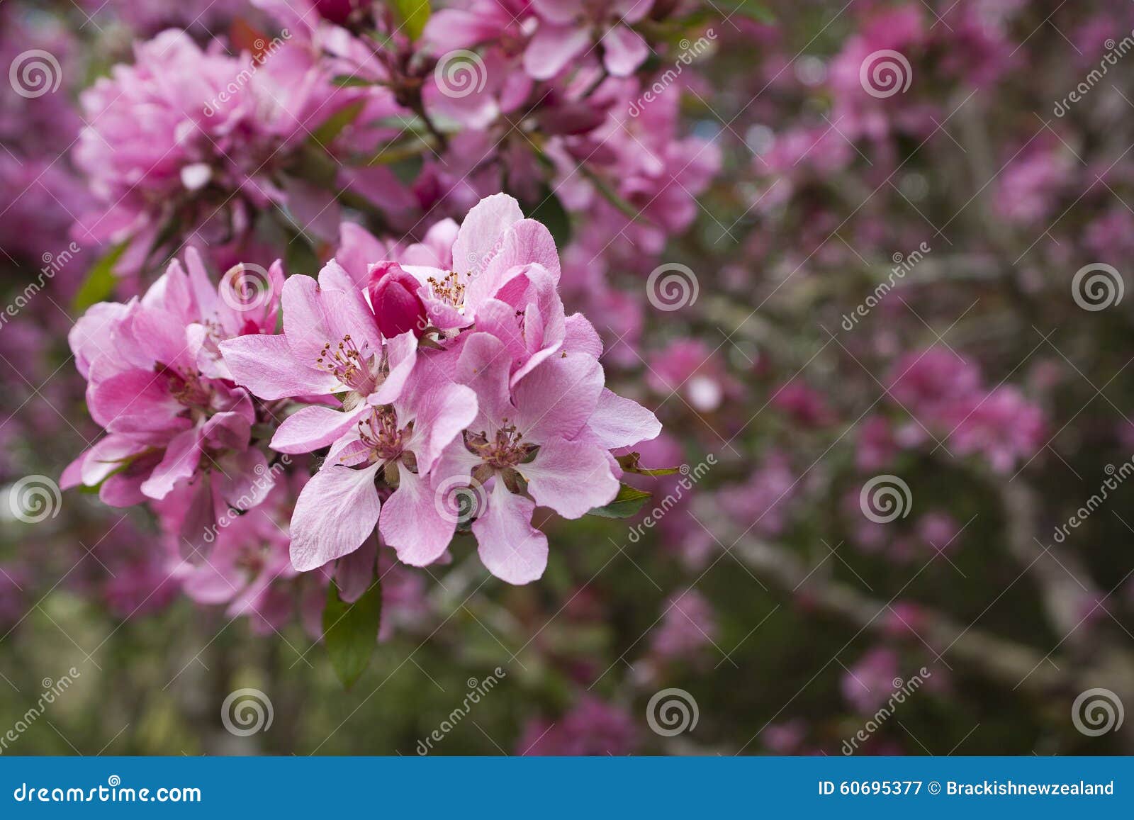 Pink spring blossoms stock image. Image of spring, bloom - 60695377