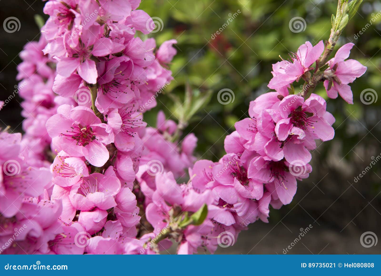 Pink Spring Blossoms. Nectarine Tree - Prunus Persica Nectarina ...