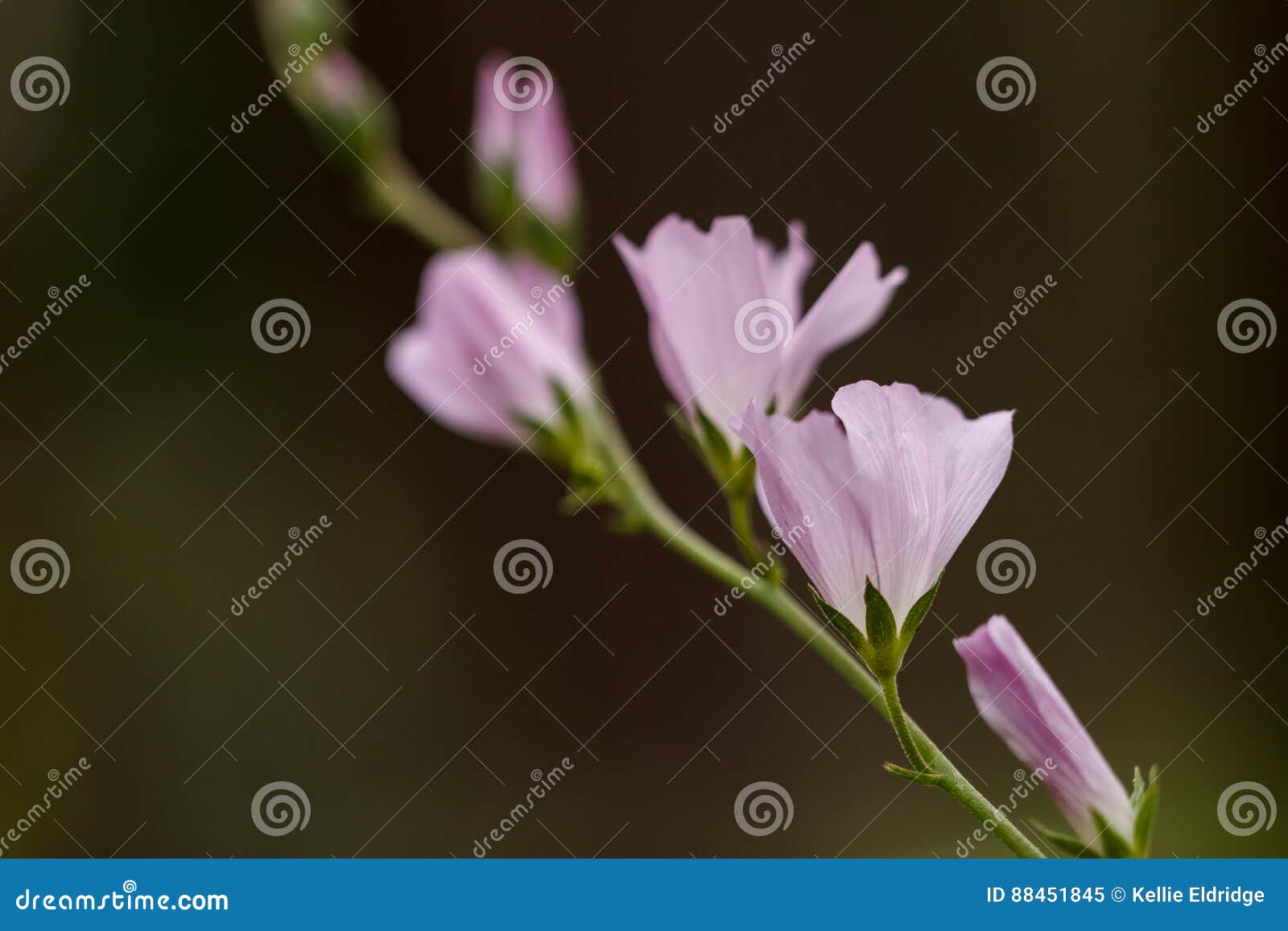 Pink Checkerbloom Stock Photos - Free & Royalty-Free Stock Photos from ...