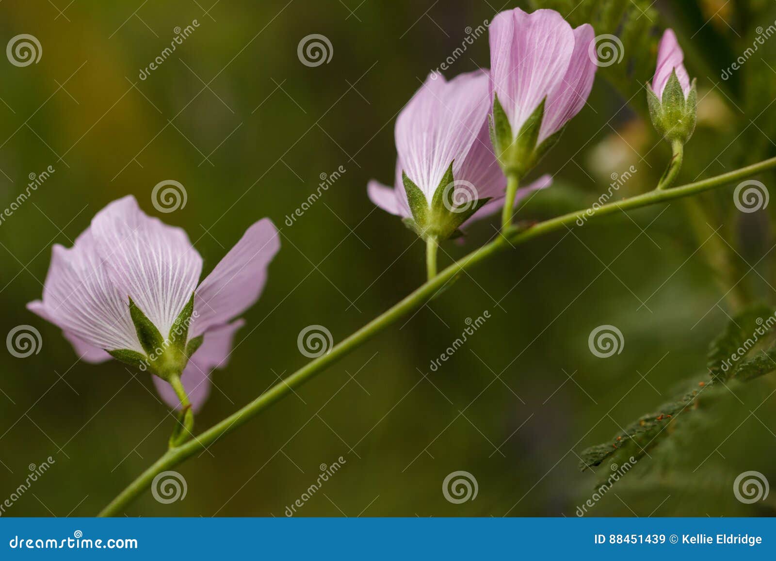 Pink Spring Checkerbloom Wildflowers Stock Image - Image of nature ...