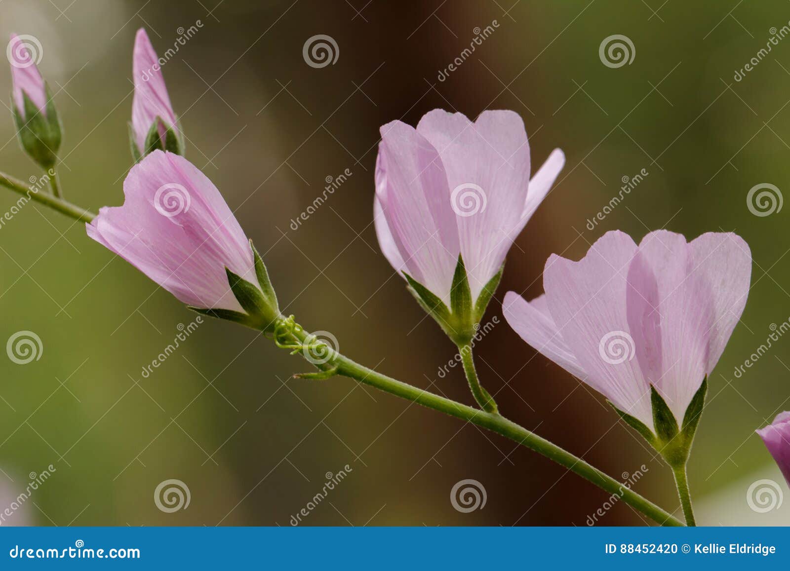 Pink Spring Checkerbloom Wildflowers Stock Photo - Image of prarie ...