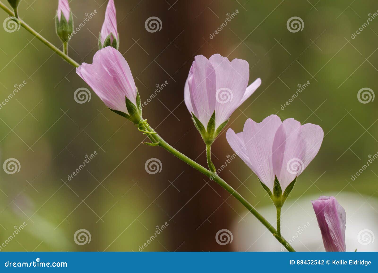 Pink Spring Checkerbloom Wildflowers Stock Photo - Image of nature ...