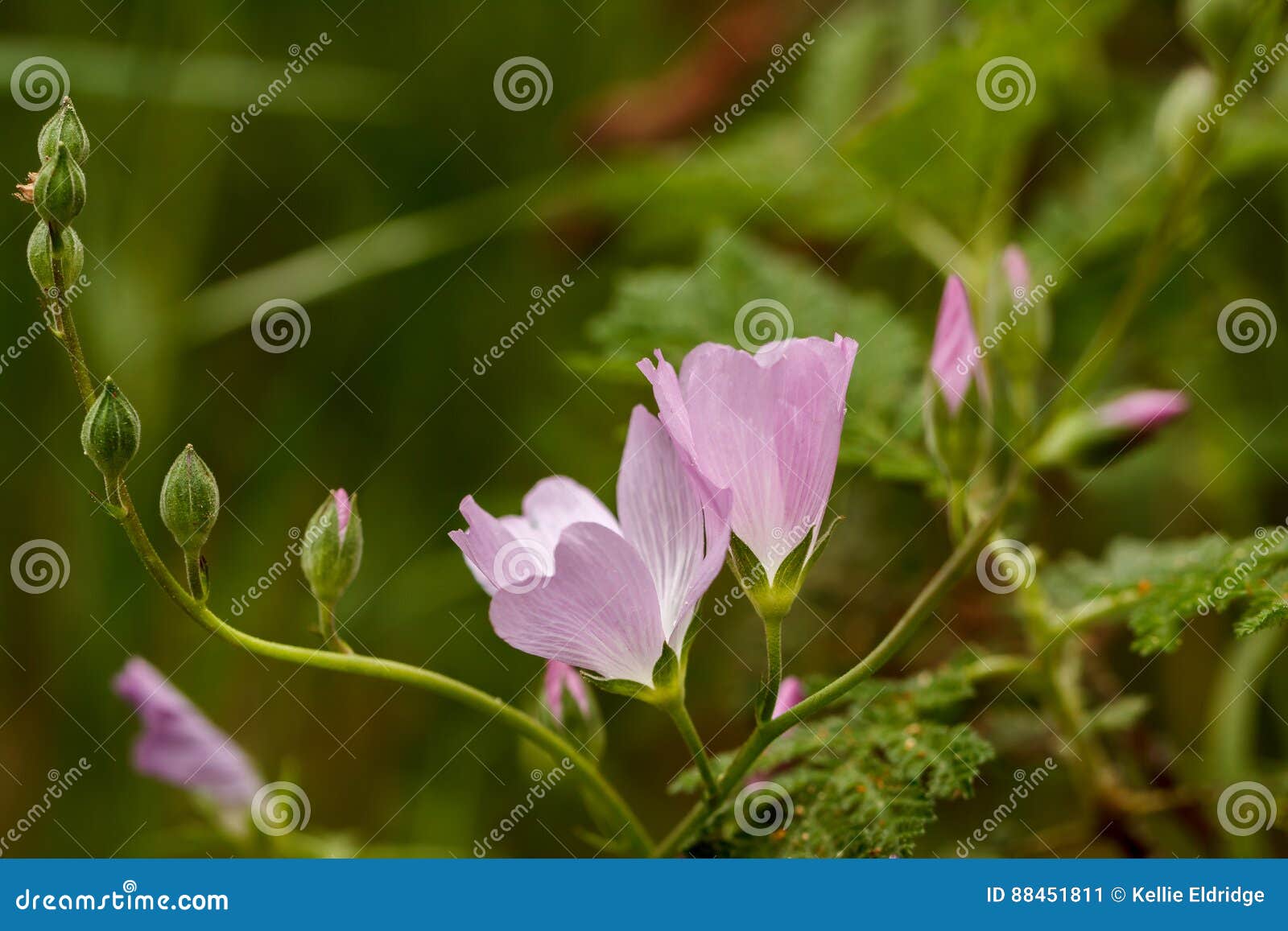Pink Spring Checkerbloom Wildflowers Stock Image - Image of prarie ...