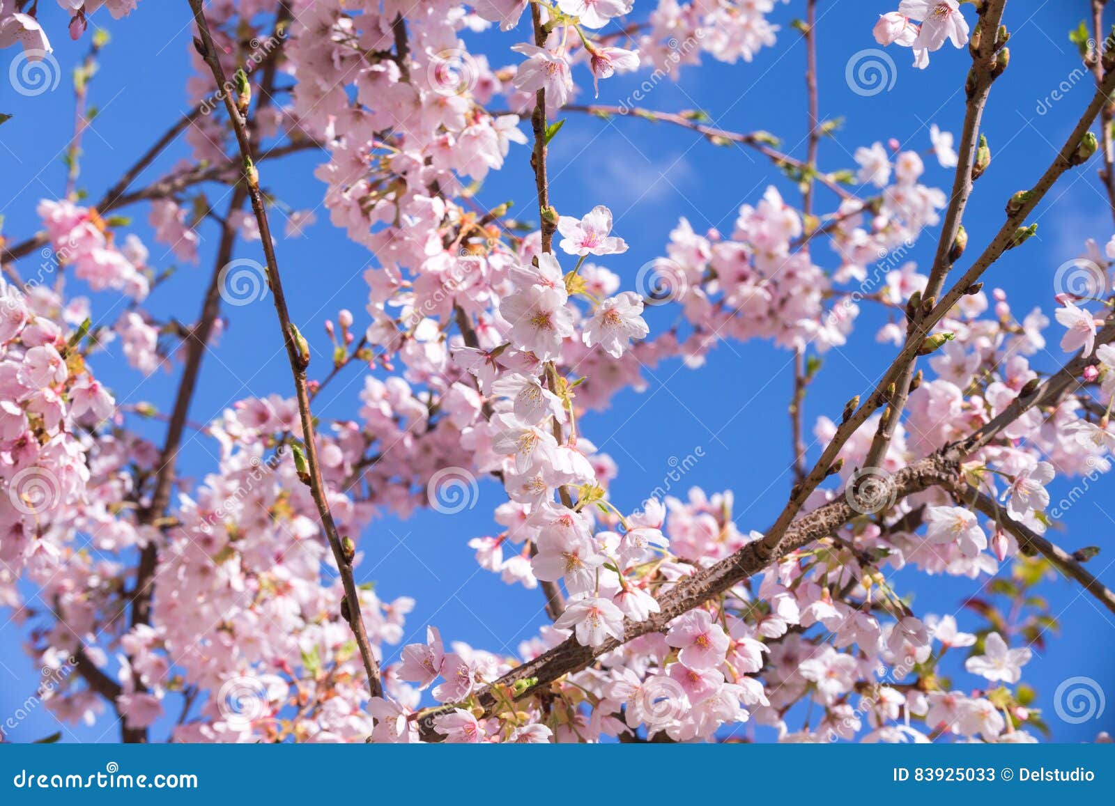 Pink Spring Cherry Blossom, Blue Sky Background Stock Image - Image of ...