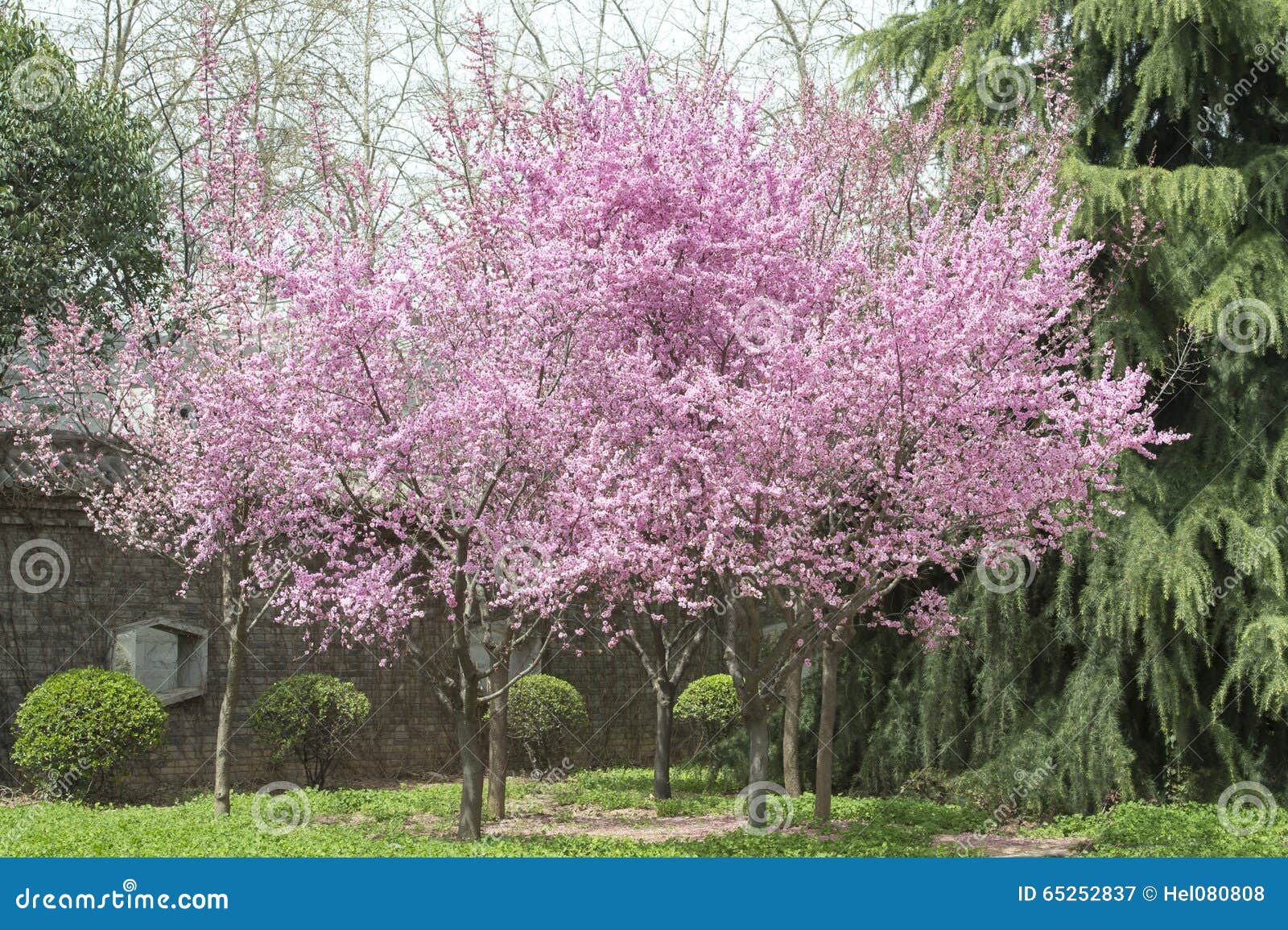 Pink Spring Cherry Trees, Blossoming Trees in Spring, Xi an, China ...