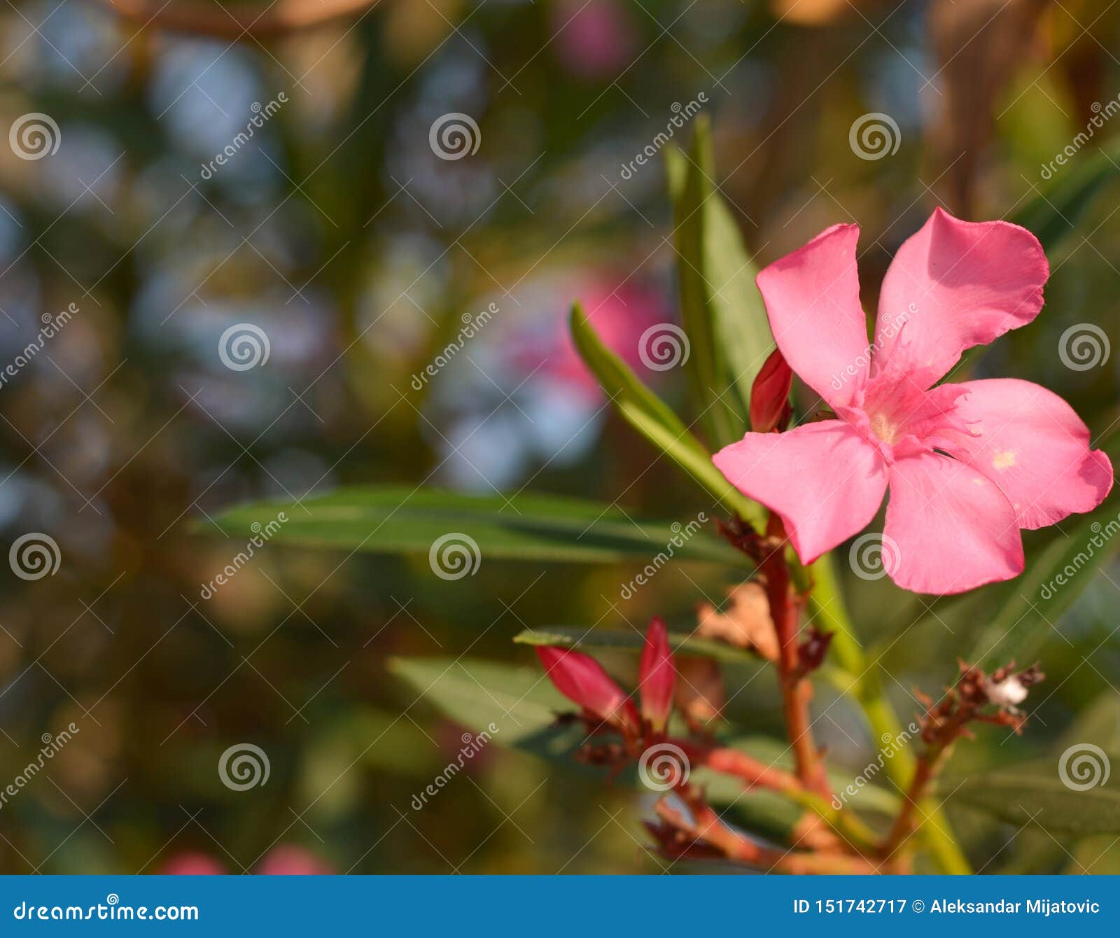 Pink Spring Floral Background Stock Image - Image of bokeh, gentle ...