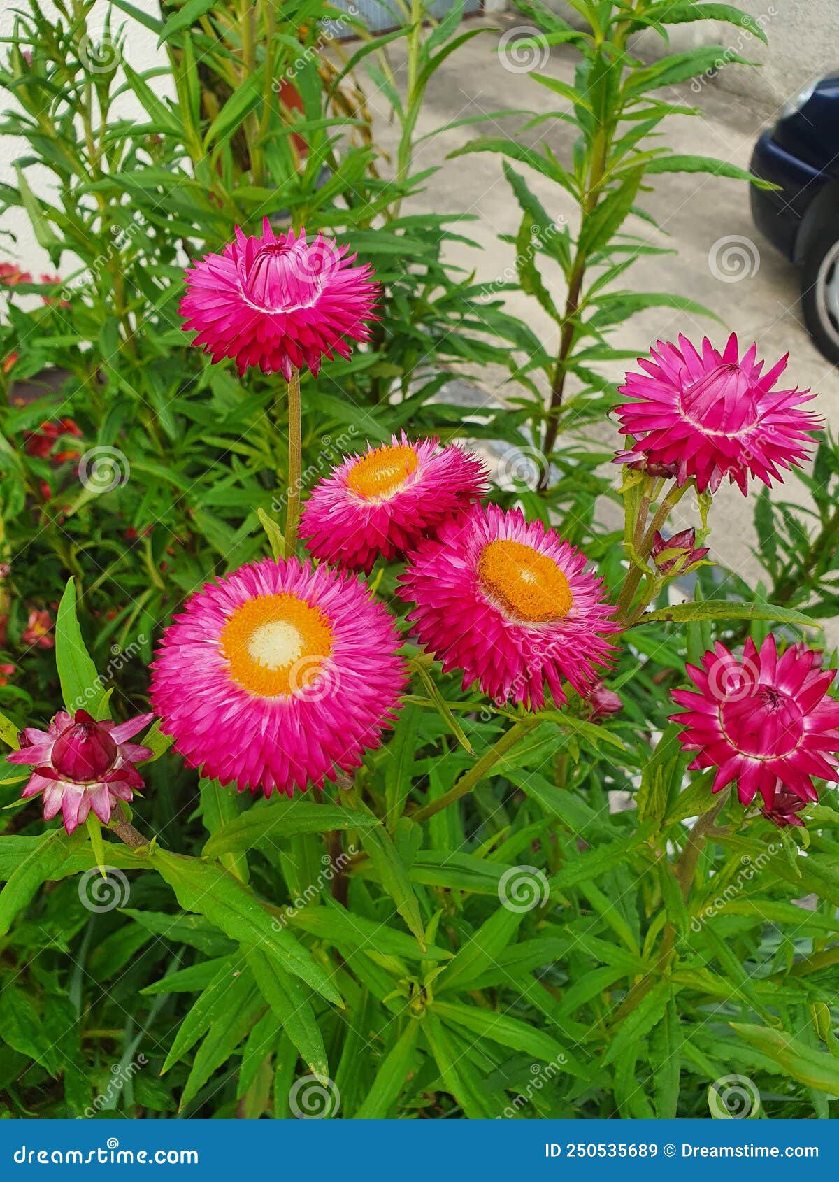 Pink spring flower stock image. Image of springsteen - 250535689