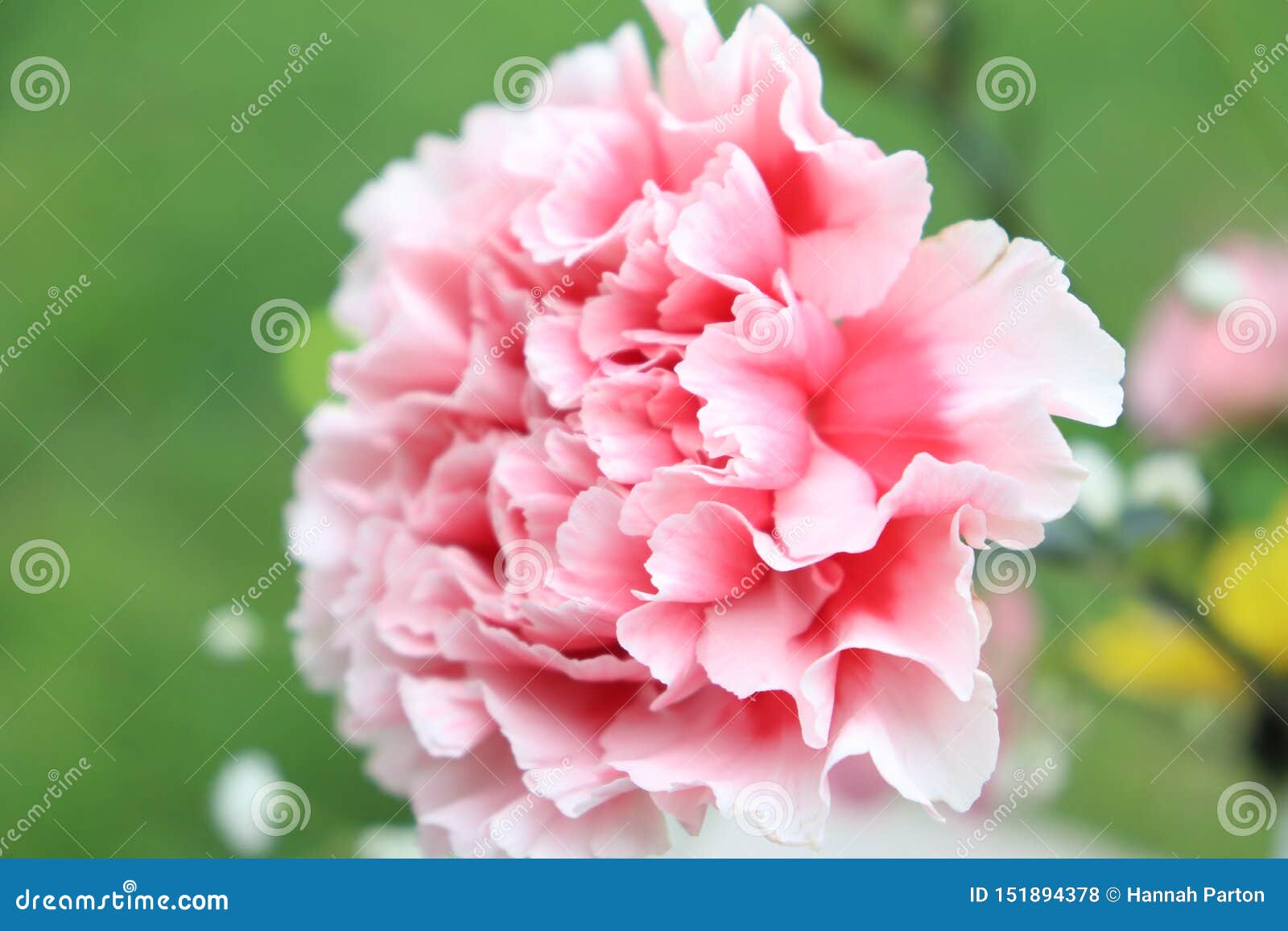 Pink spring flower stock photo. Image of flower, pinkflower - 151894378