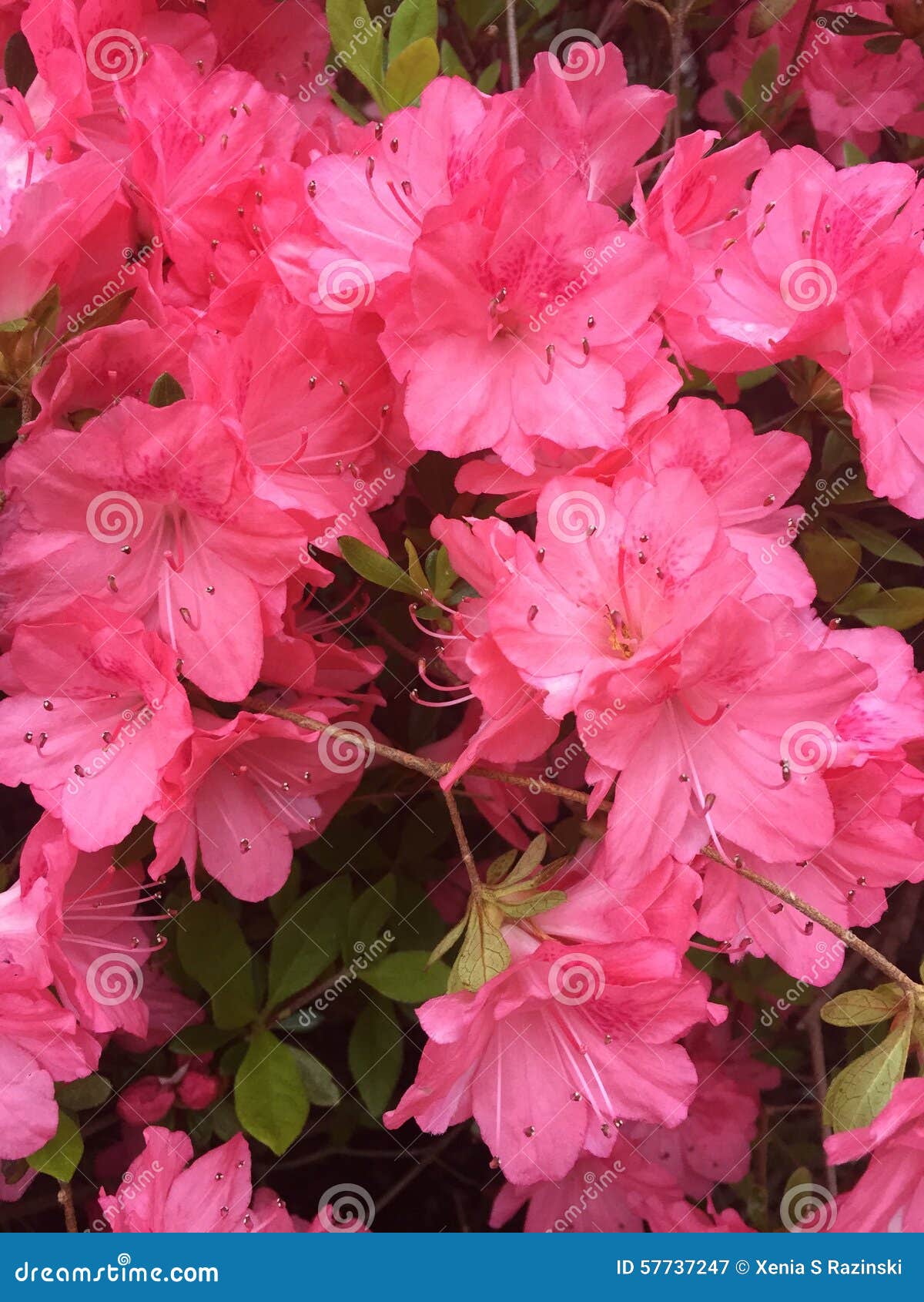 Pink spring flower stock image. Image of azalea, spring - 57737247