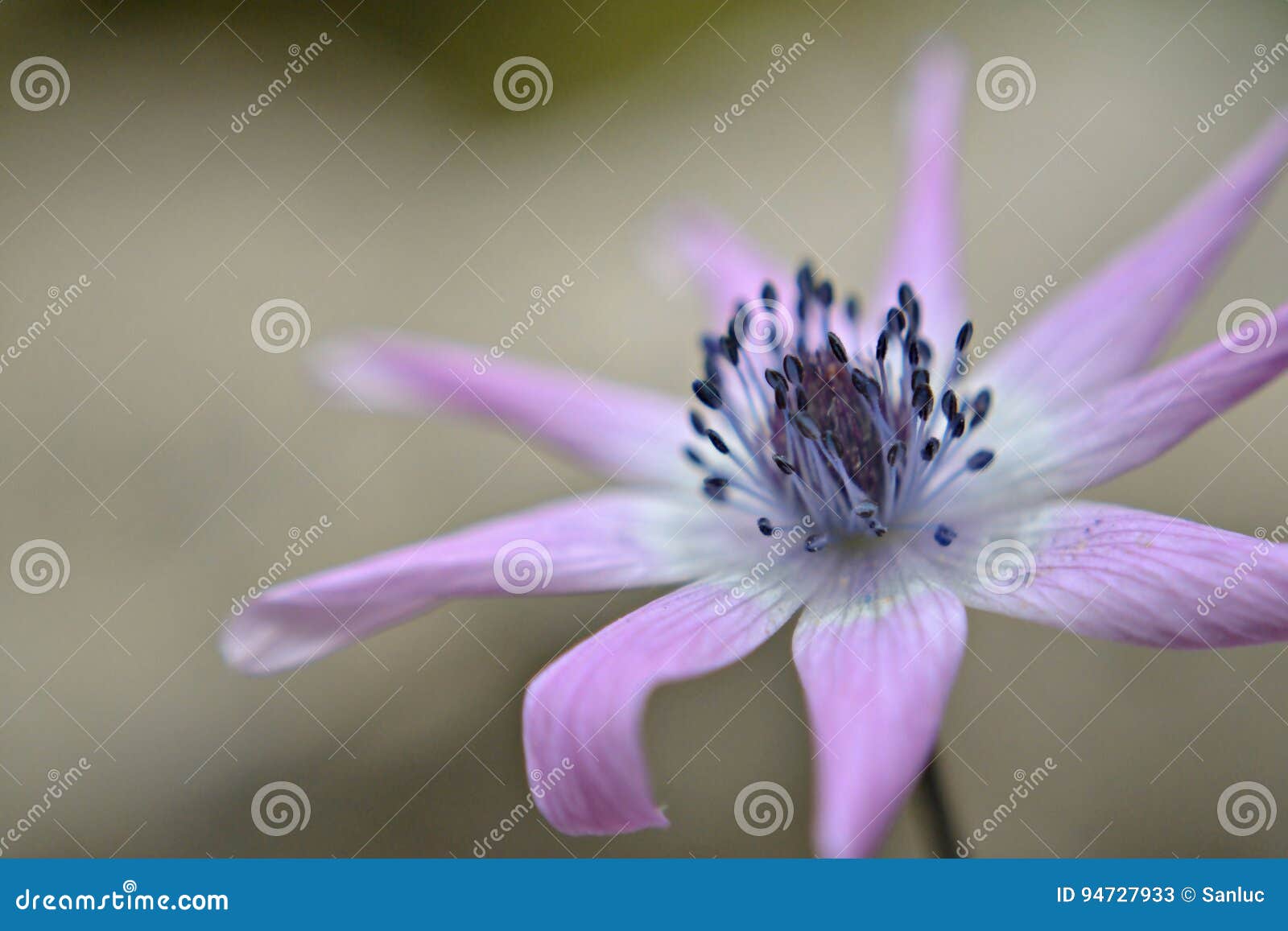 Pink spring flower stock image. Image of flower, plant - 94727933