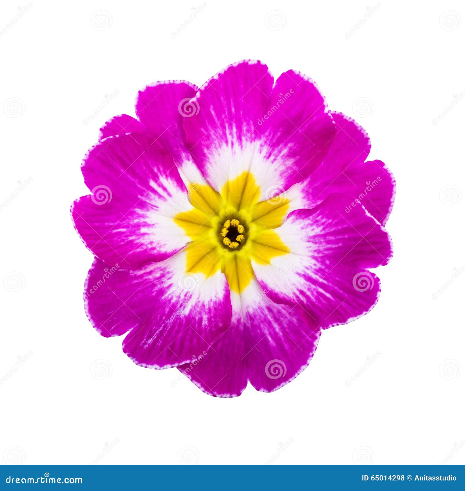 Pink Spring Flower Primrose Isolated on White Stock Photo - Image of ...