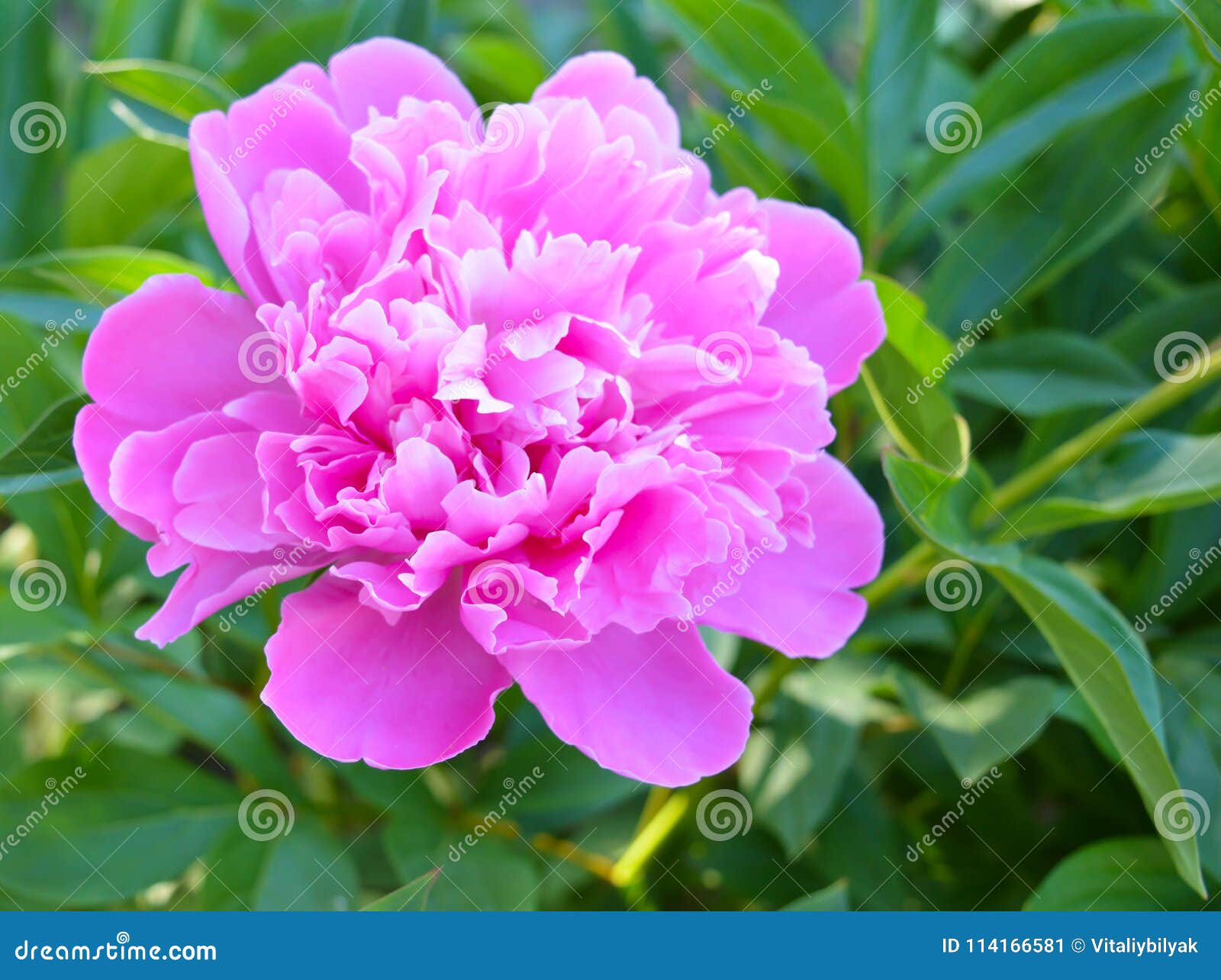 Pink spring flower stock image. Image of green, spring - 114166581