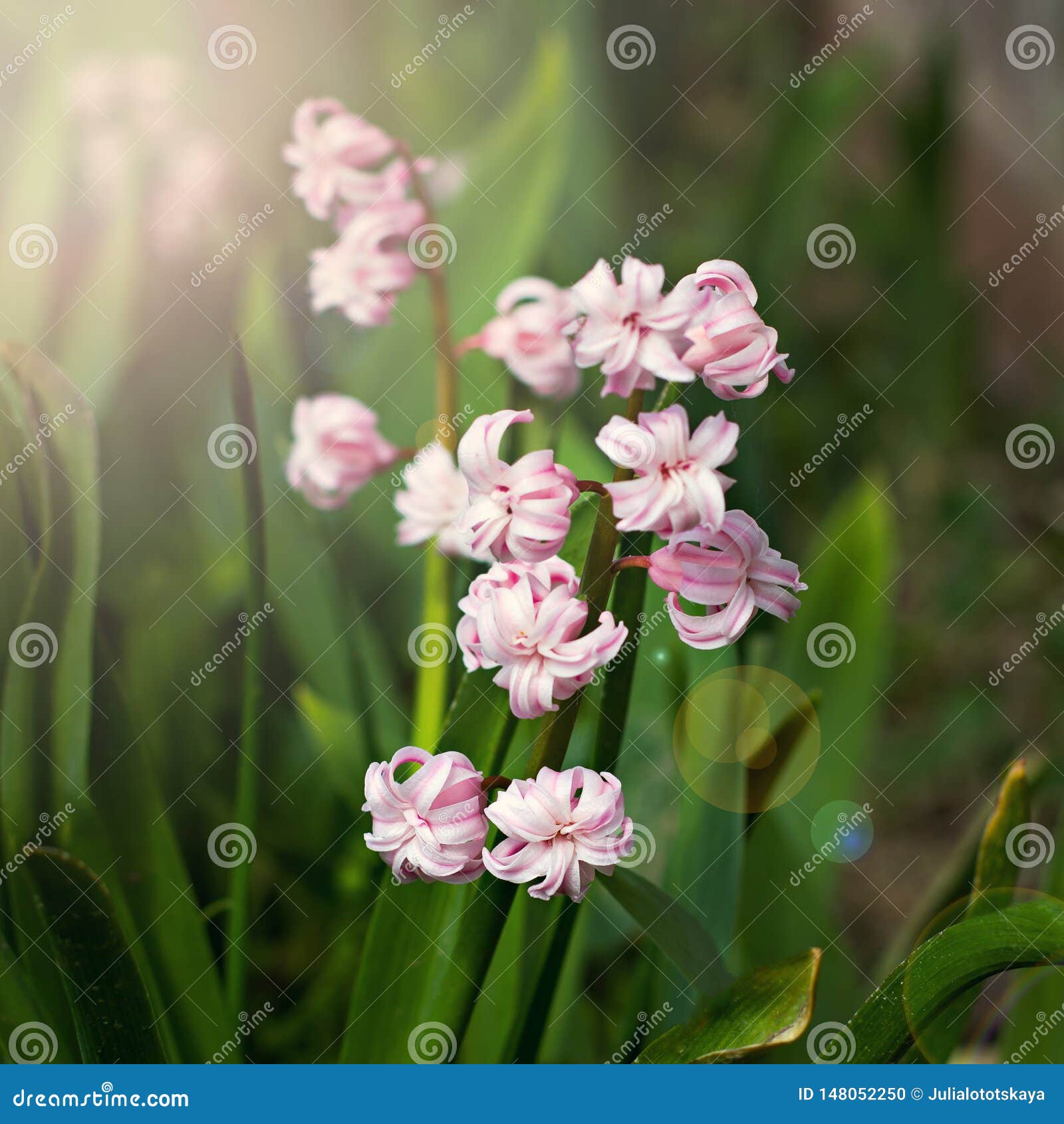 Pink spring flowers stock photo. Image of floral, pink - 148052250
