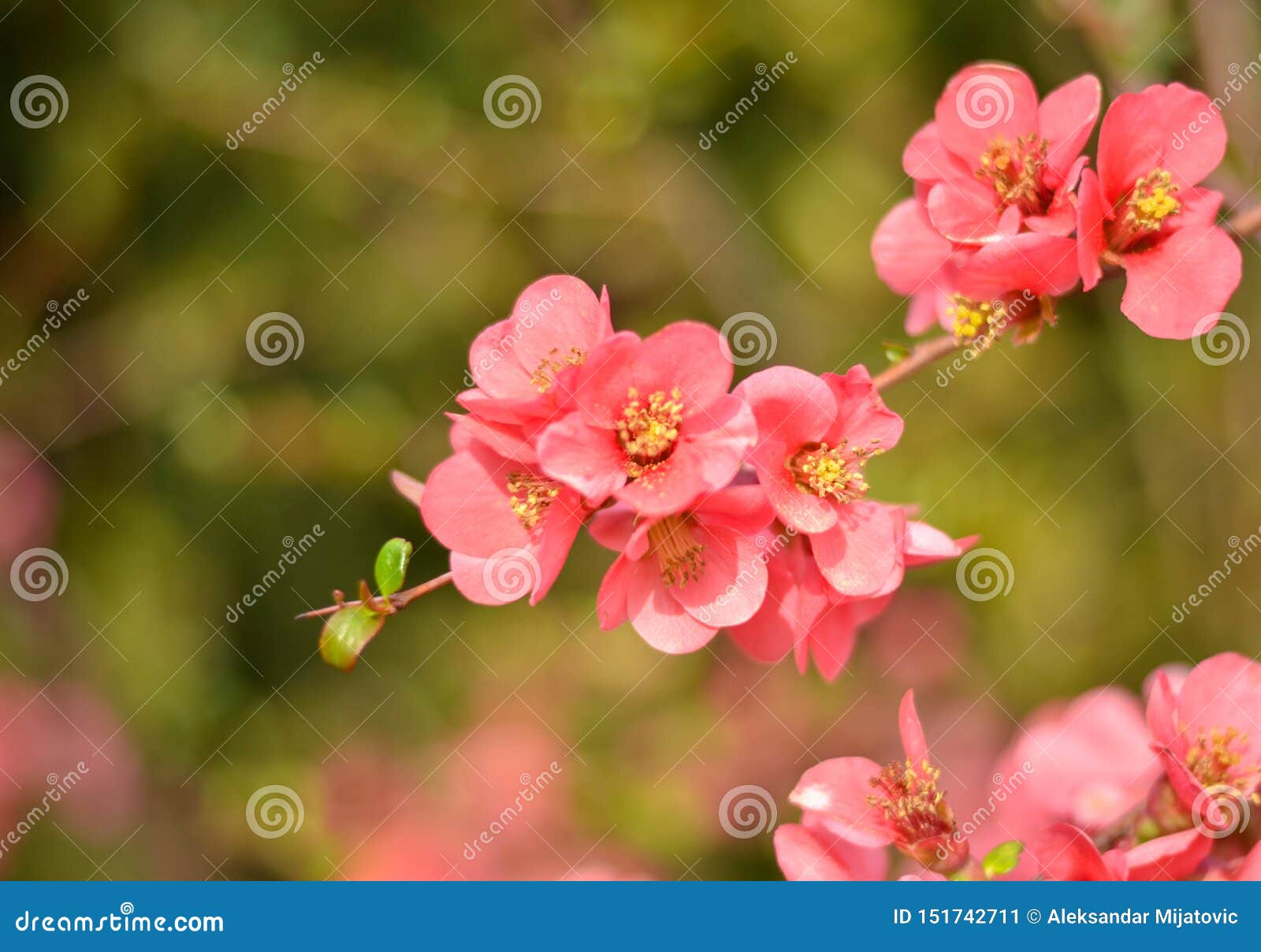 Pink spring flowers stock image. Image of oriental, april - 151742711
