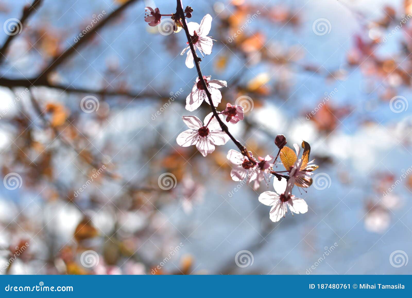 Pink Flowers in Spring Against a Bright Blue Sky Stock Image - Image of ...