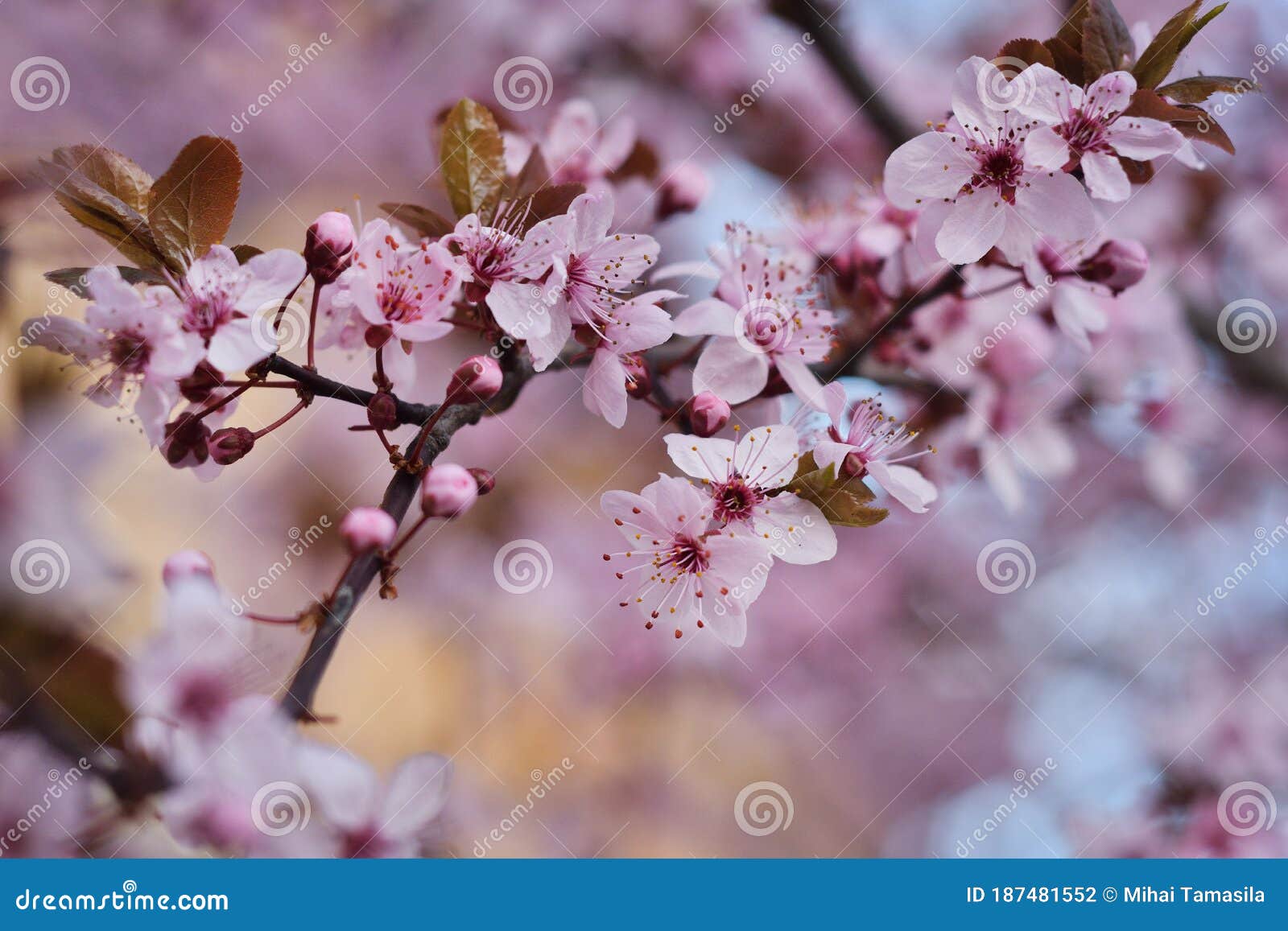 Close Up of Pink Flowers in Spring Stock Photo - Image of flowers ...
