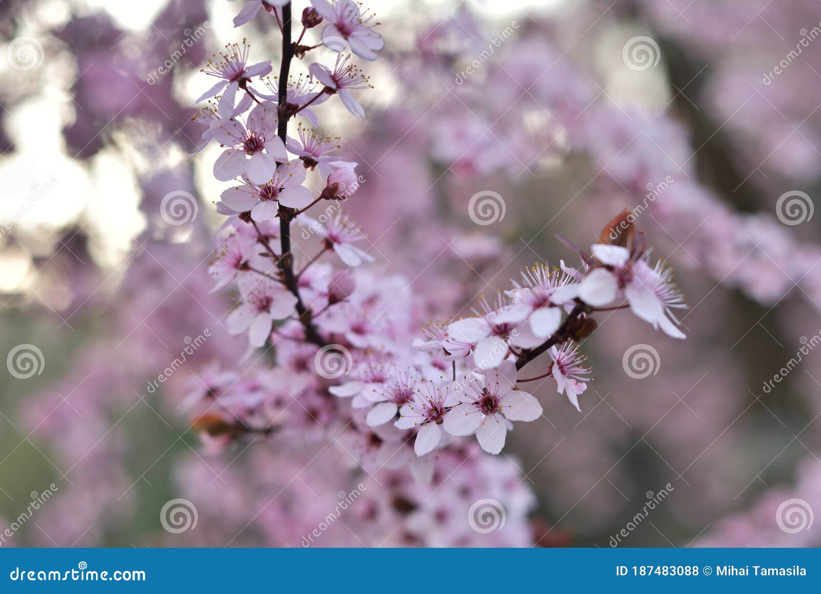 Pink Flowers in Spring at Sunset Stock Photo - Image of blossoming ...