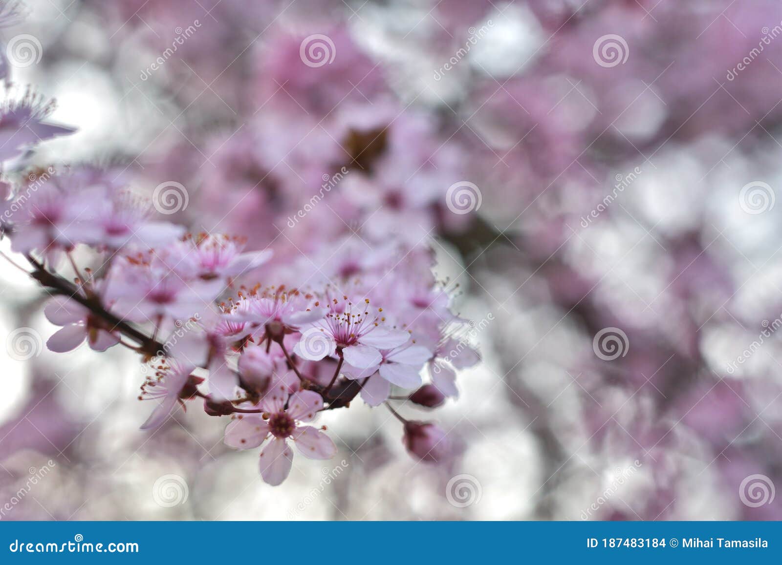 Pink Flowers in Spring with an Out of Focus Background Stock Photo ...