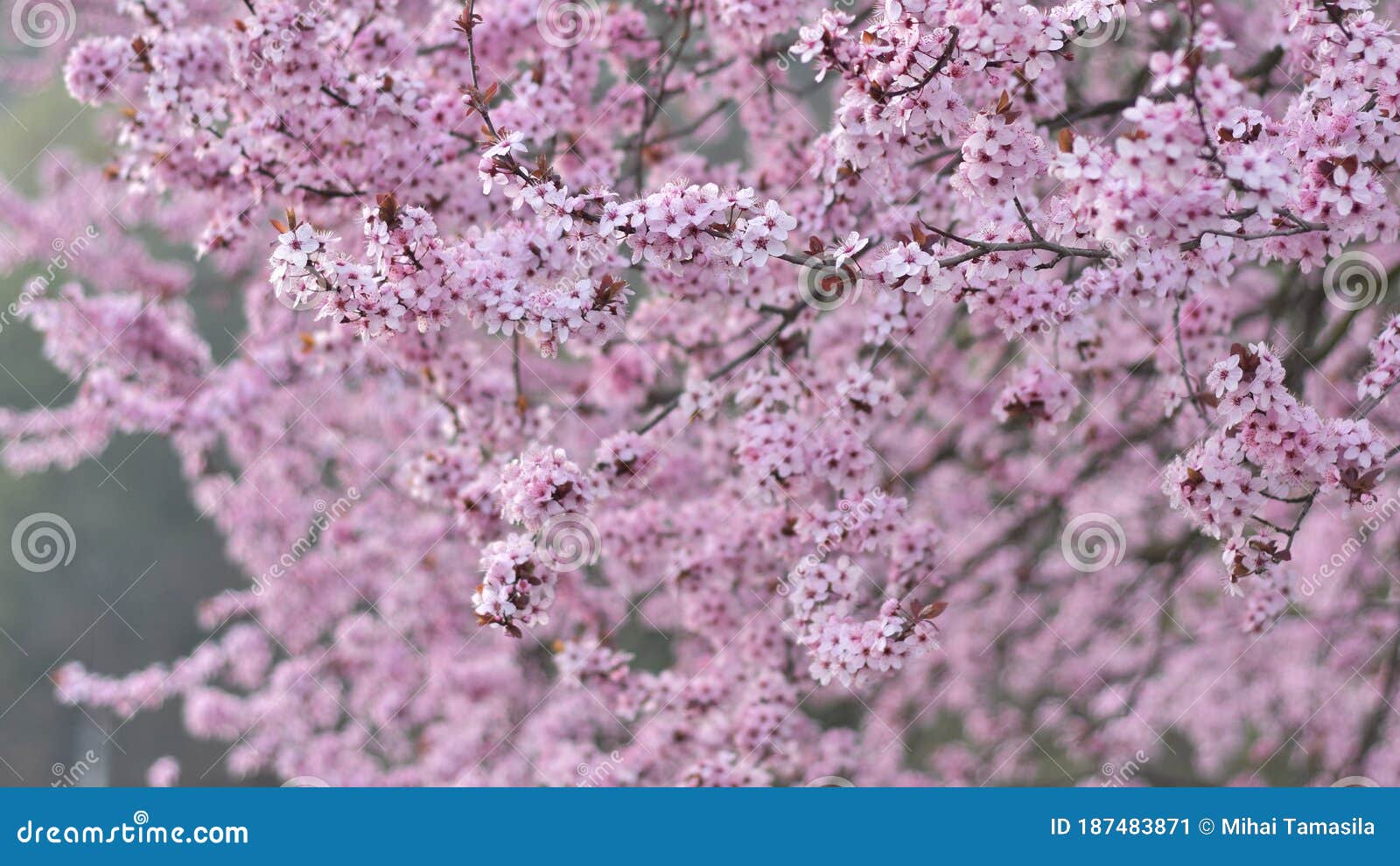 Pink Flowers in Spring with Beautiful Background Stock Image - Image of ...
