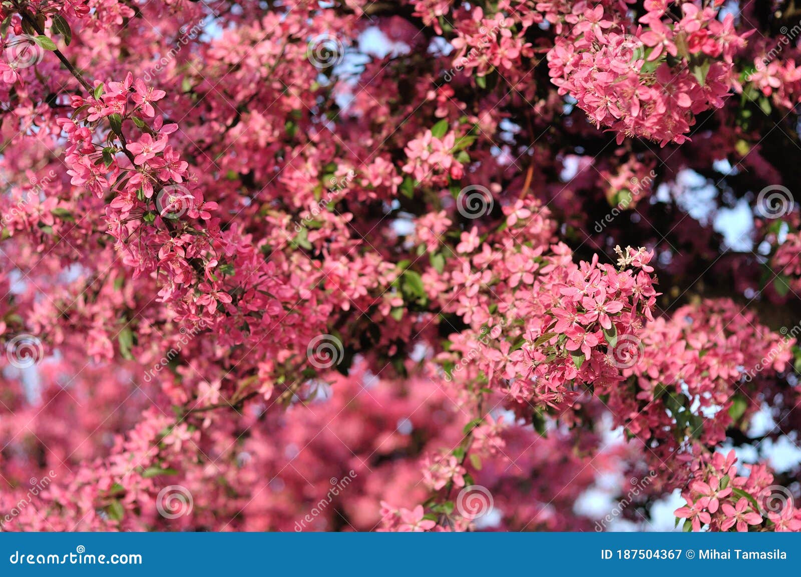 Pink spring flowers stock image. Image of branch, bloom - 187504367