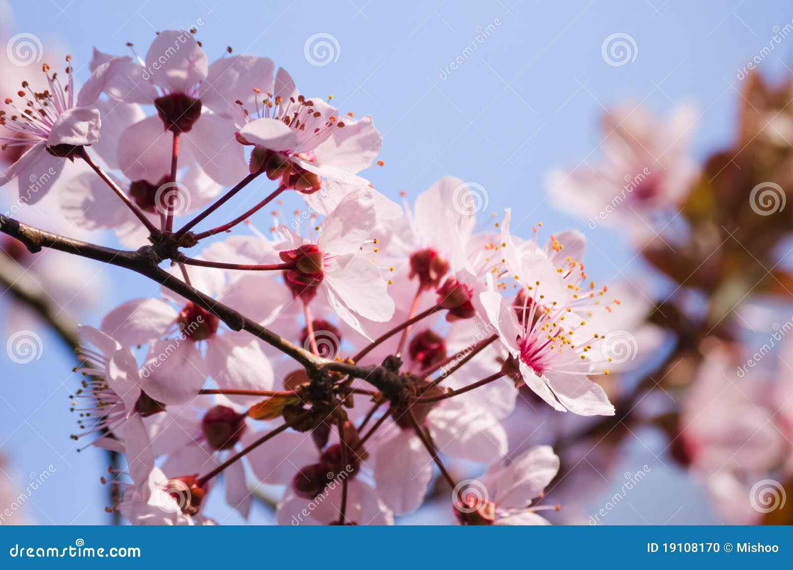 Pink spring flowers stock photo. Image of blue, petal - 19108170