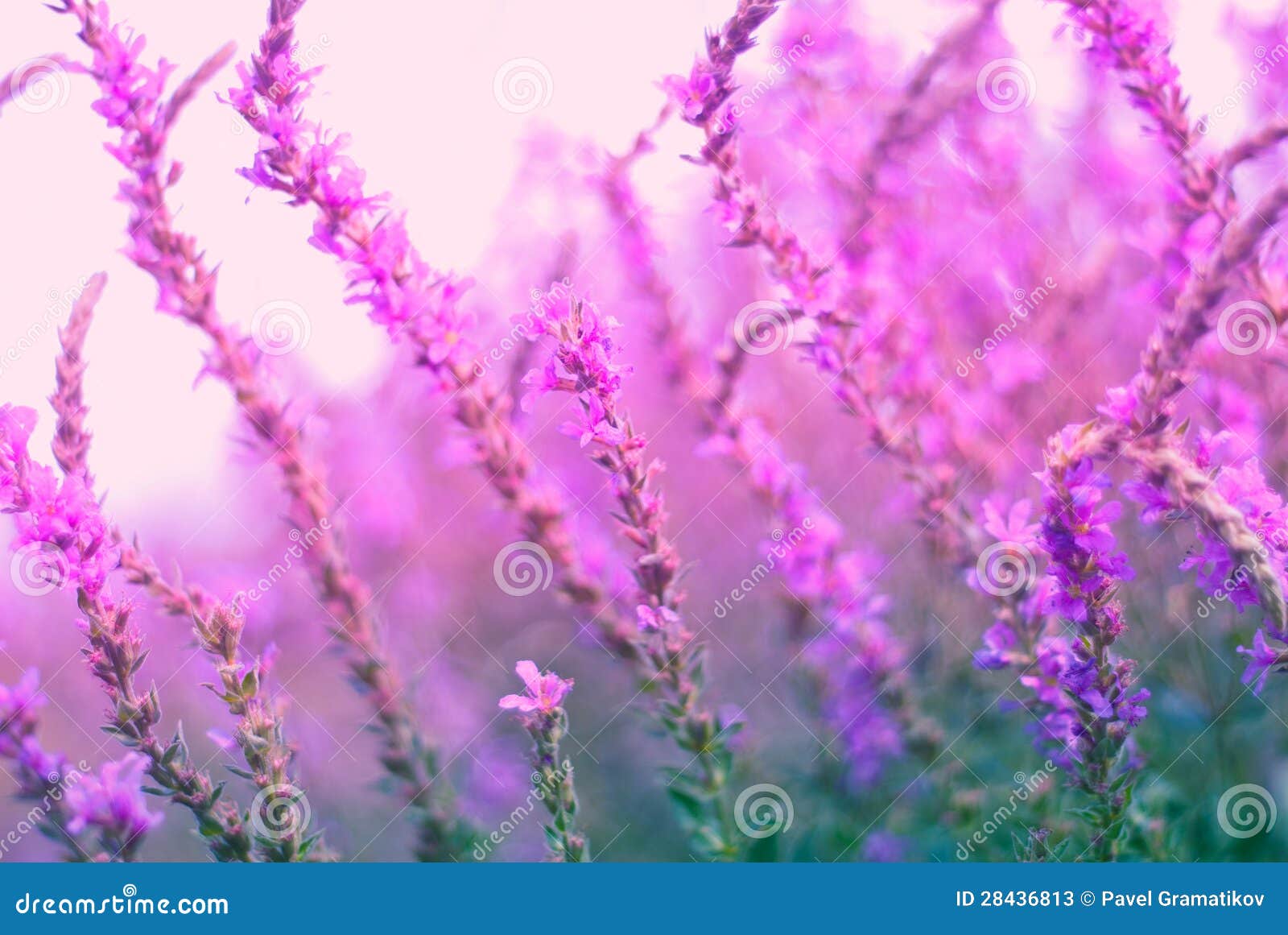 Pink Spring flowers stock image. Image of toned, plant - 28436813