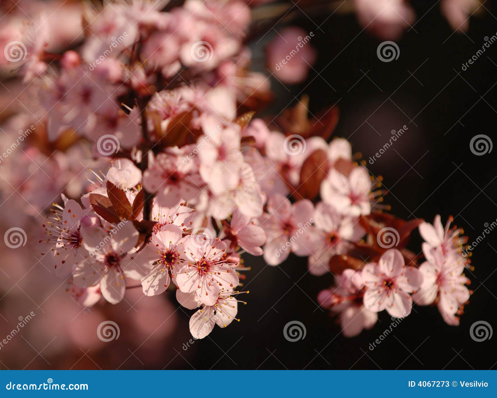 Pink Spring Flowers stock image. Image of forest, petal - 4067273