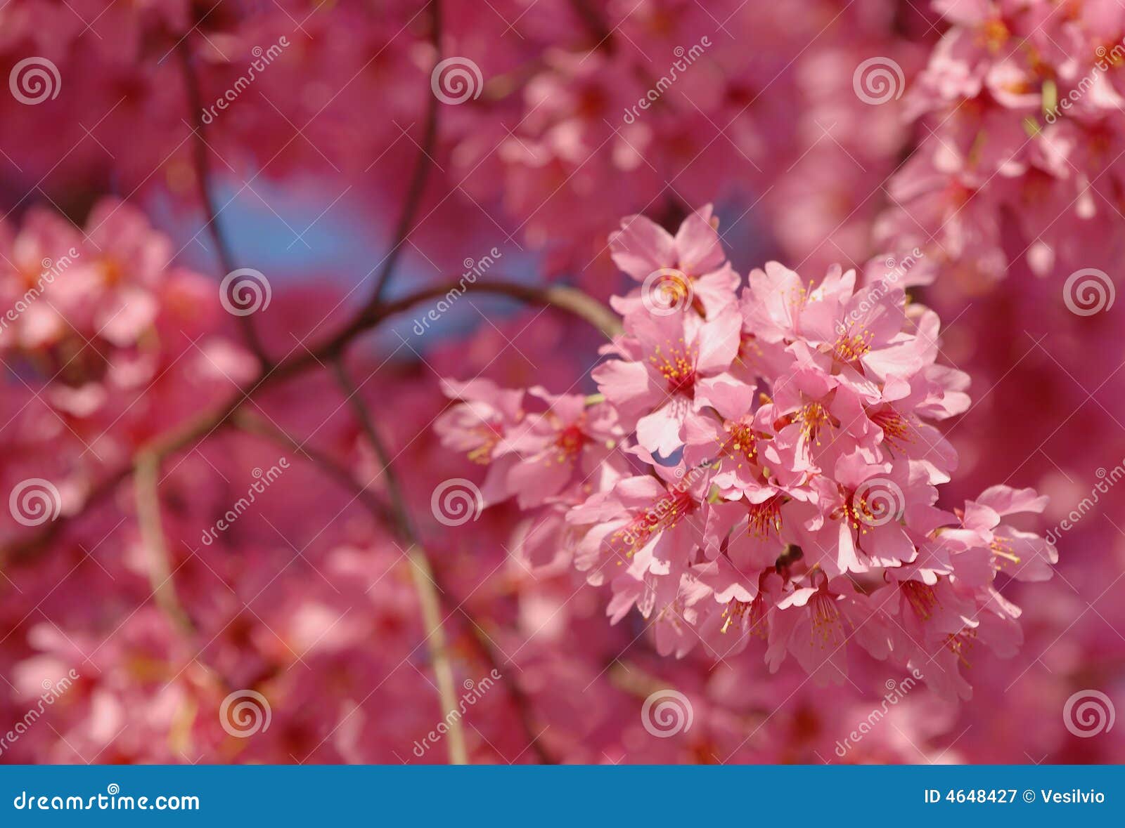 Pink Spring Flowers stock image. Image of nature, outdoors - 4648427