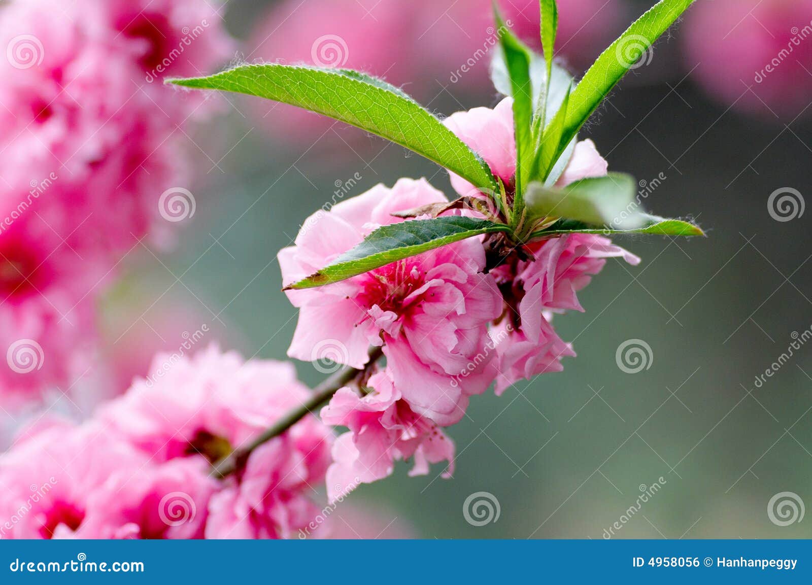 Pink spring flowers stock photo. Image of branch, cheerful - 4958056
