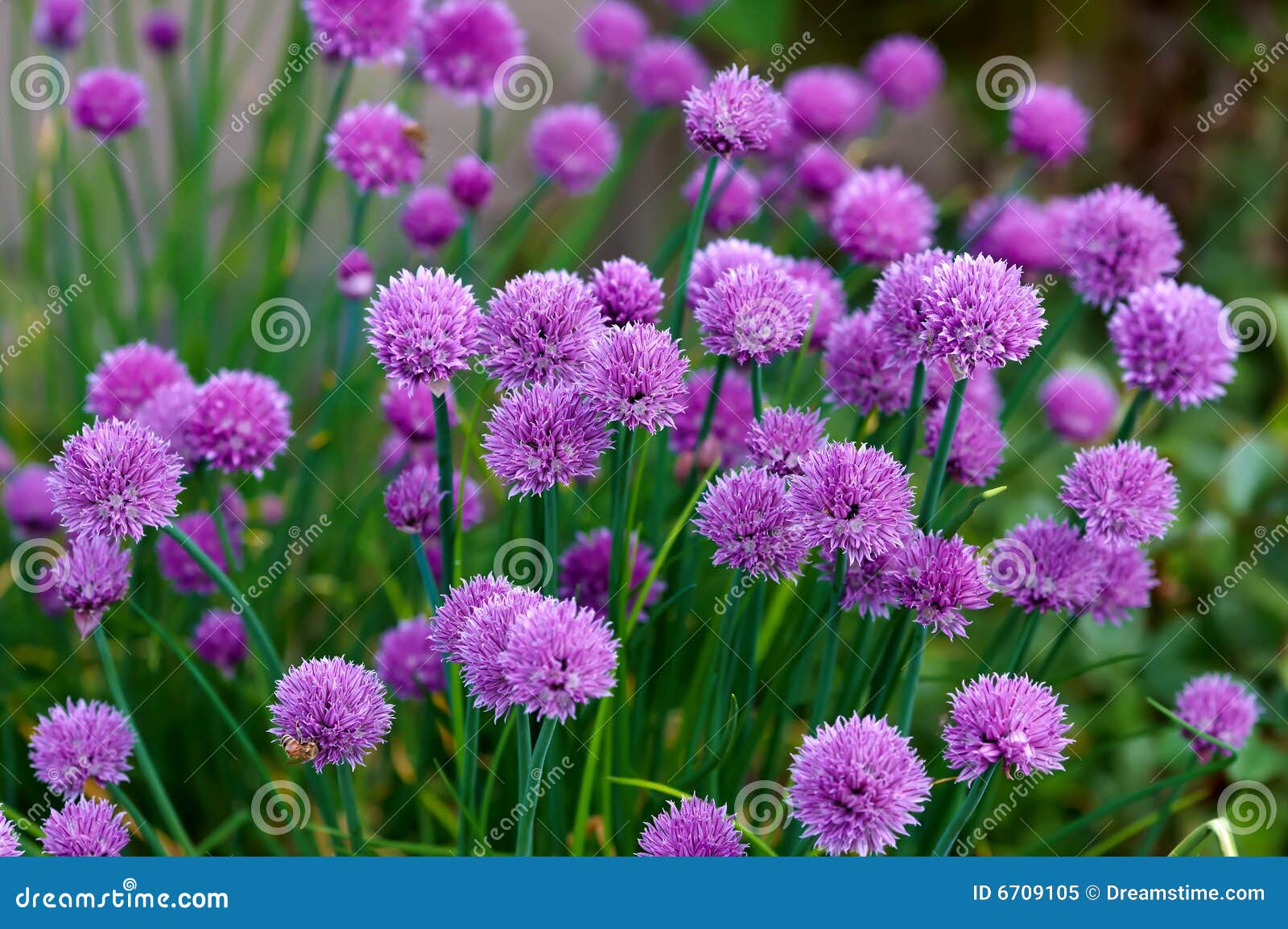 Pink spring flowers stock image. Image of delicate, bouquet - 6709105