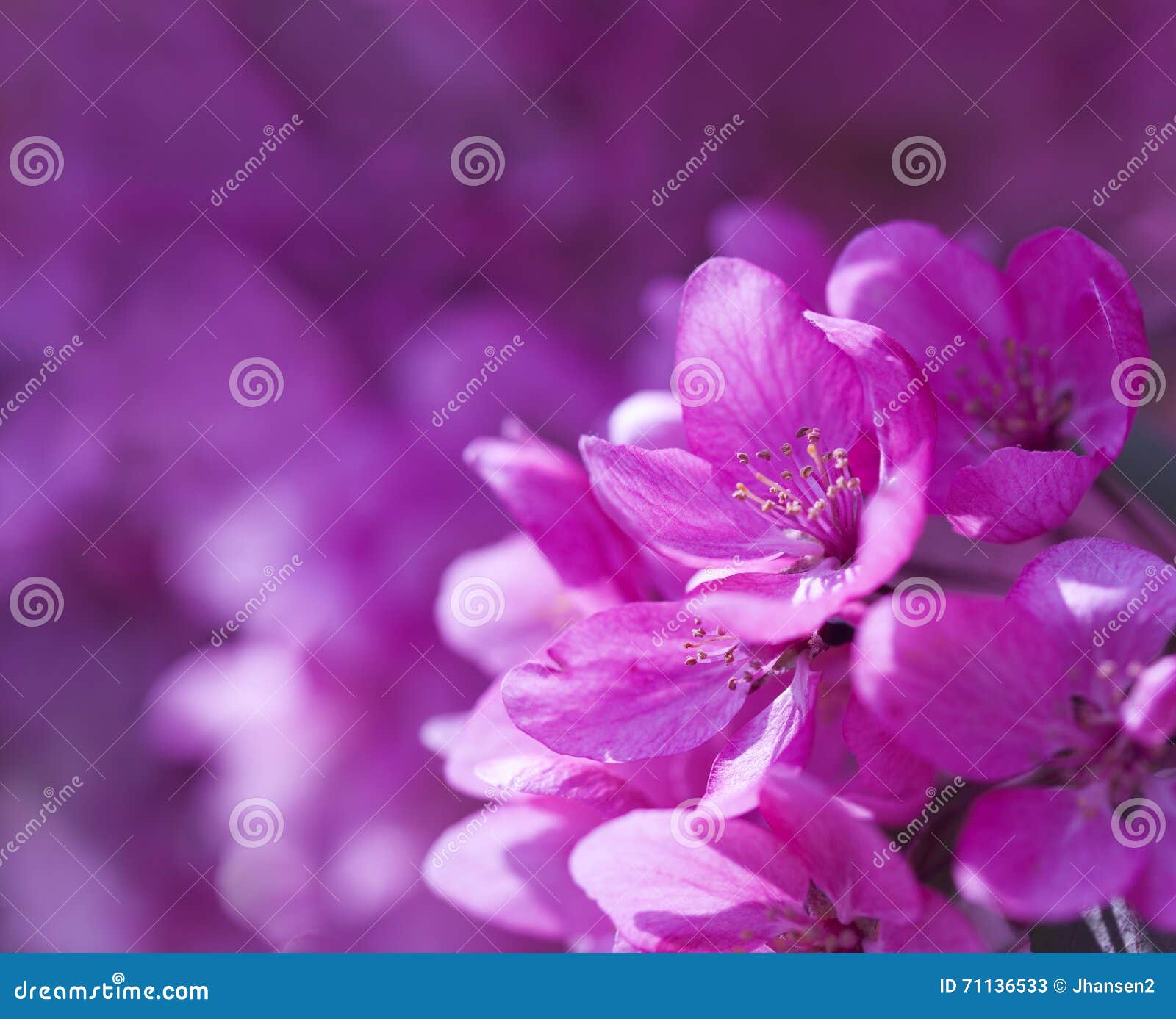 Pink Spring Flowers stock image. Image of magenta, blooming - 71136533