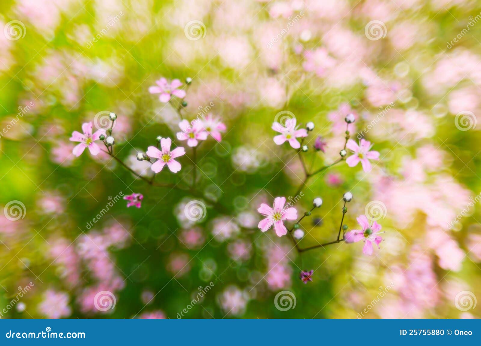 Pink, Spring Flowers Blossoms on Bokeh Background Stock Photo - Image ...