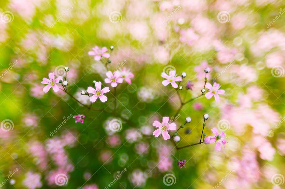 Pink, Spring Flowers Blossoms on Bokeh Background Stock Photo - Image ...