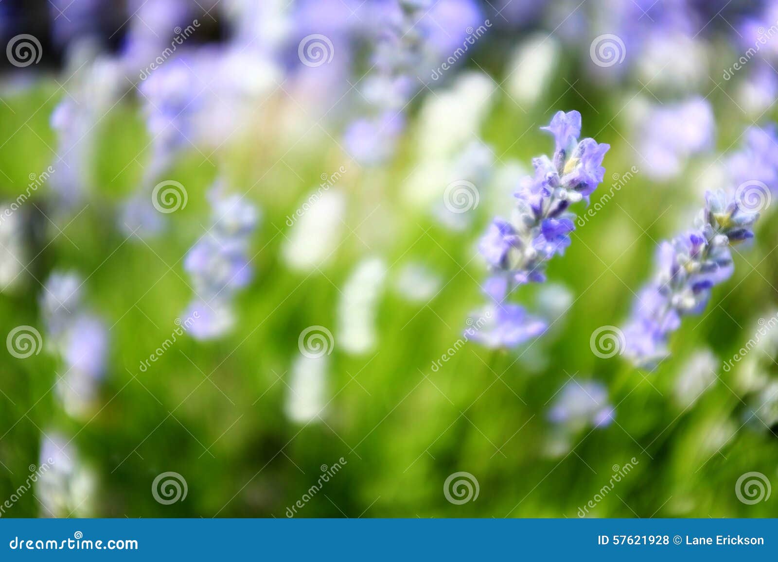 Pink Spring Flowers and Blue Background Stock Photo - Image of blue ...