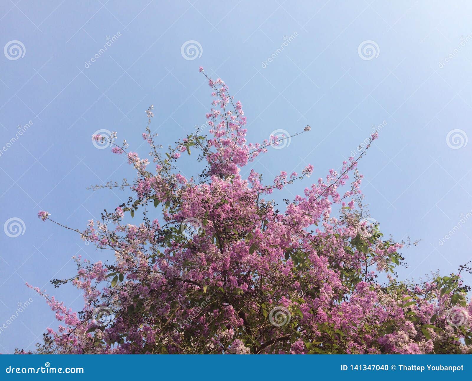 Pink Spring Flowers on Blue Sky Stock Photo - Image of blooming, nature ...